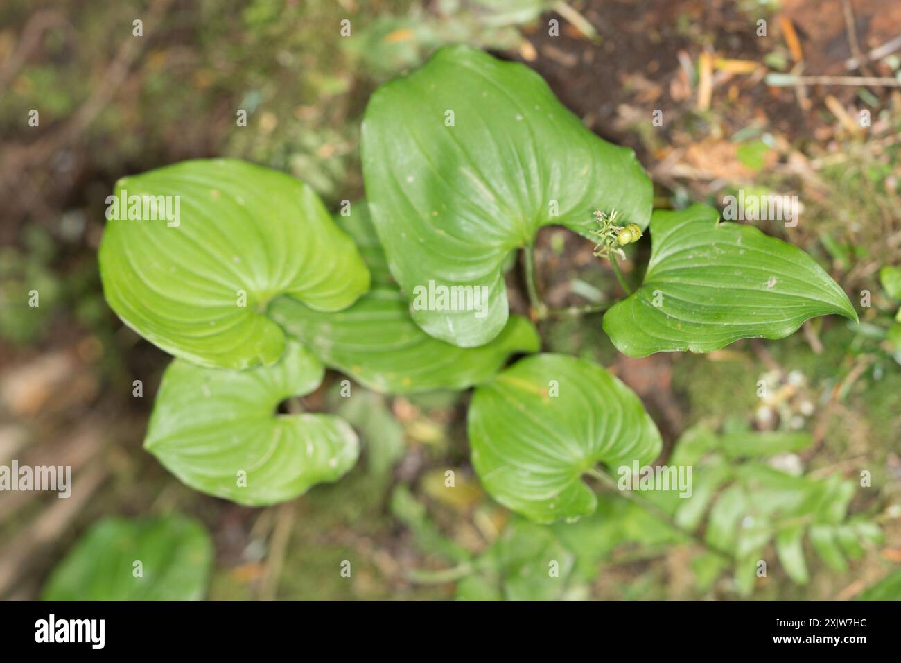 Western Lily of the Valley (Maianthemum dilatatum) Plantae Stock Photo ...