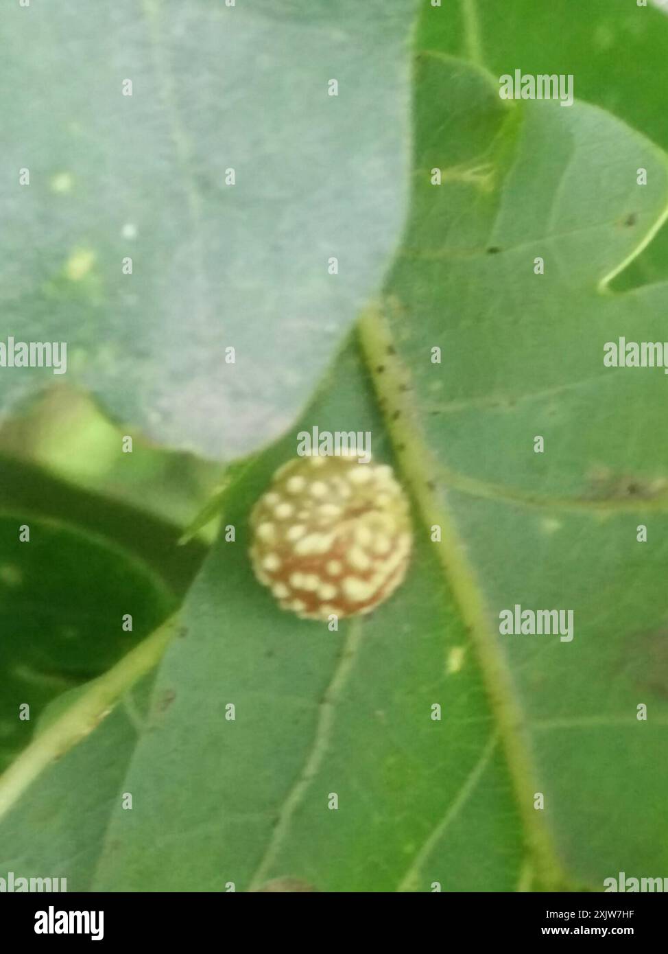 Striped Pea Gall Wasp (Cynips longiventris) Insecta Stock Photo - Alamy