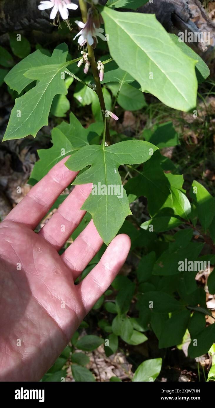 white rattlesnake root (Nabalus albus) Plantae Stock Photo - Alamy