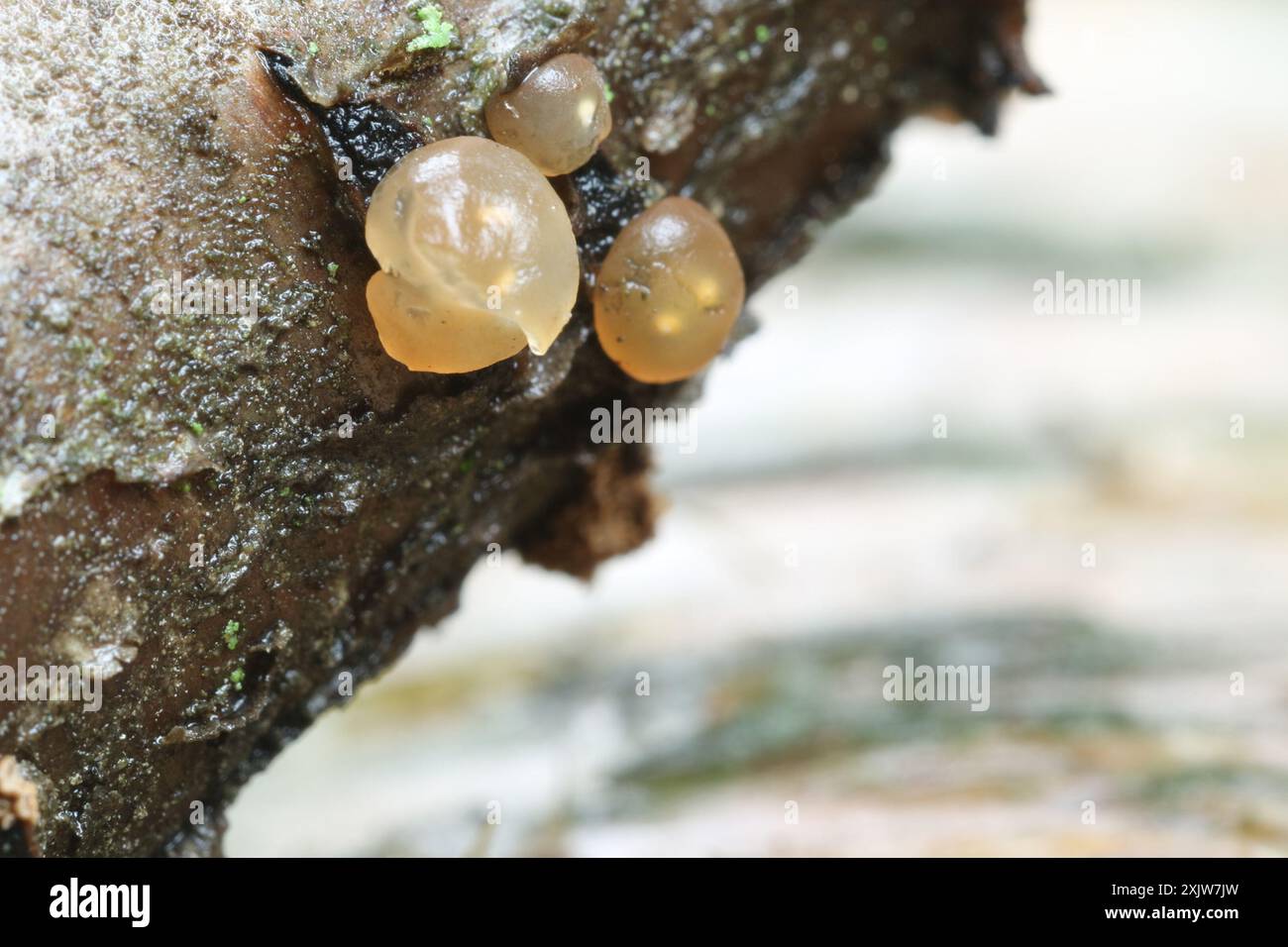 Crystal Brain Fungus (Myxarium nucleatum) Fungi Stock Photo - Alamy