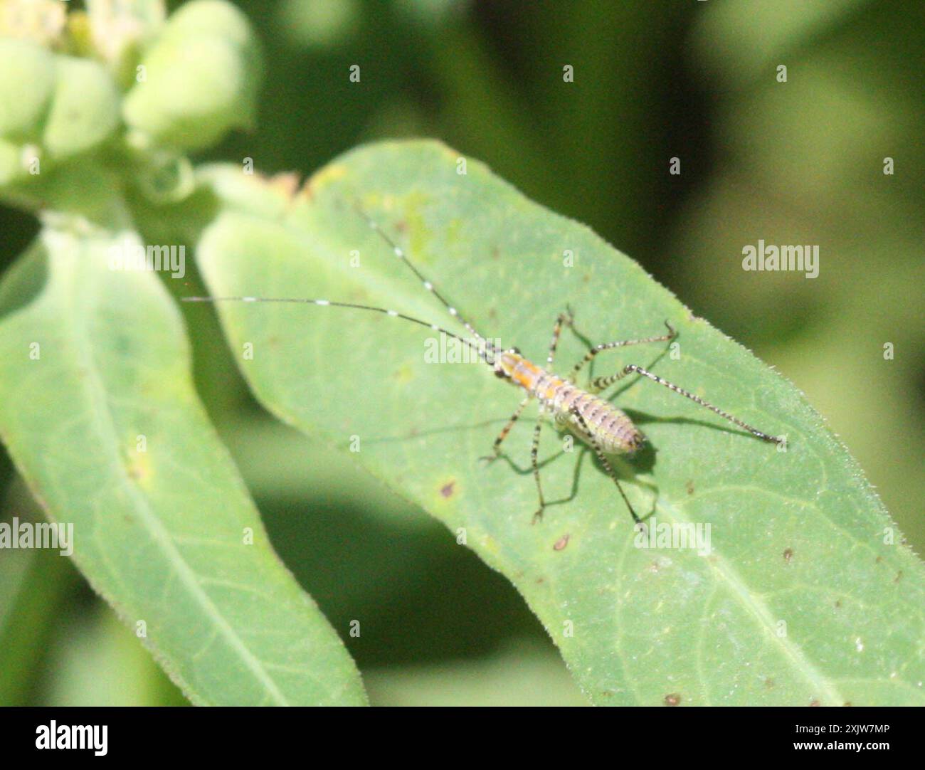 Mexican Bush Katydid (Scudderia mexicana) Insecta Stock Photo - Alamy