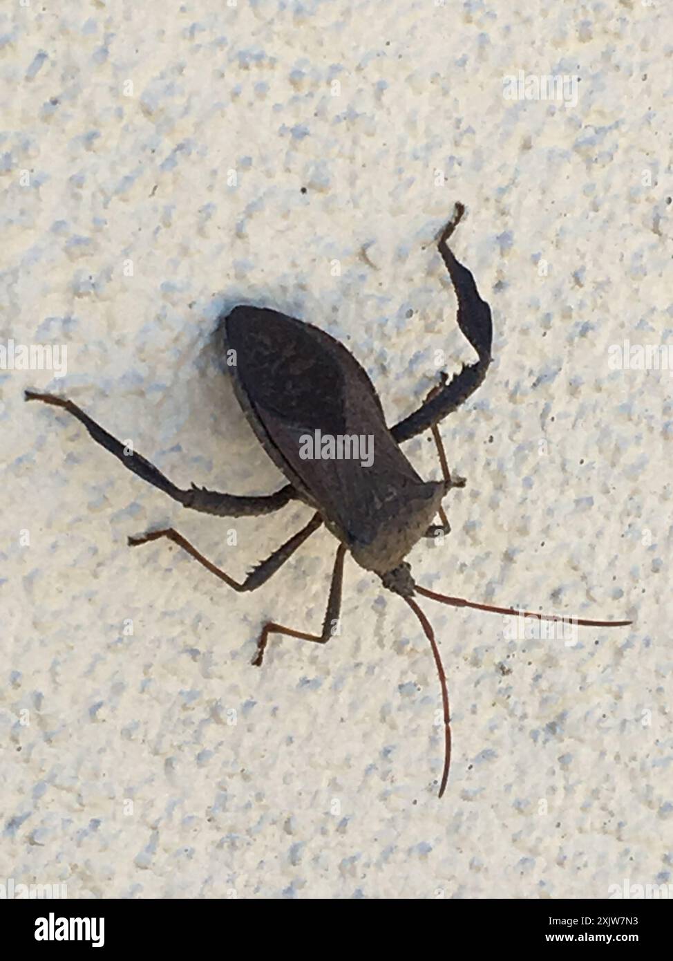 Florida Leaf-footed Bug (Acanthocephala femorata) Insecta Stock Photo ...
