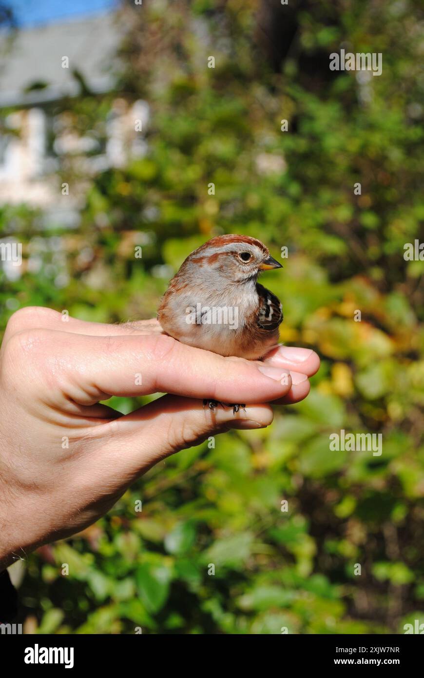 American Tree Sparrow (Spizelloides arborea) Aves Stock Photo - Alamy