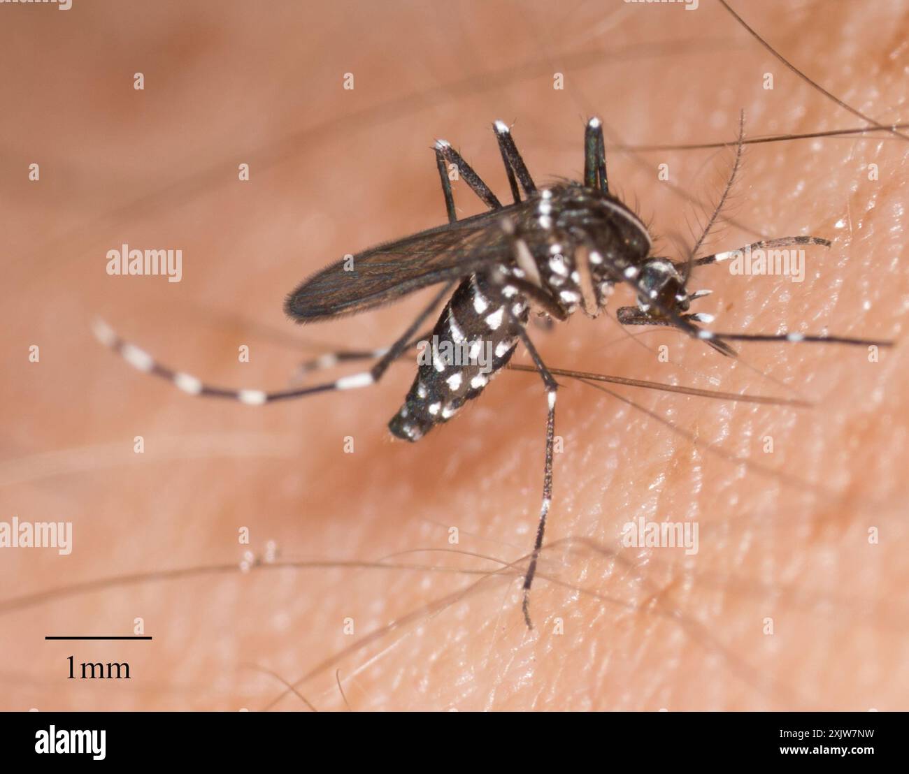 Asian Tiger Mosquito (Aedes albopictus) Insecta Stock Photo - Alamy