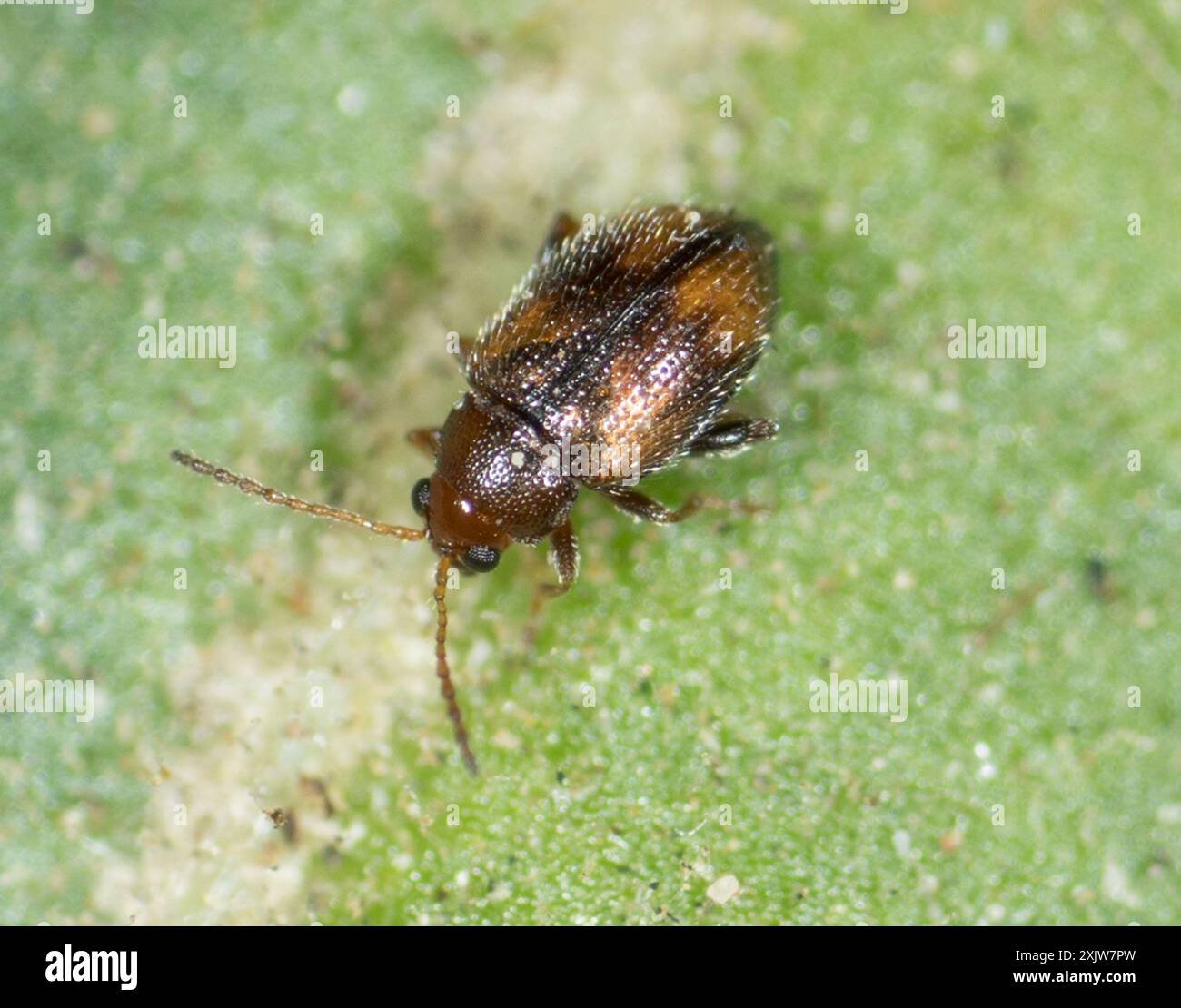 Tobacco Flea Beetle (Epitrix hirtipennis) Insecta Stock Photo - Alamy