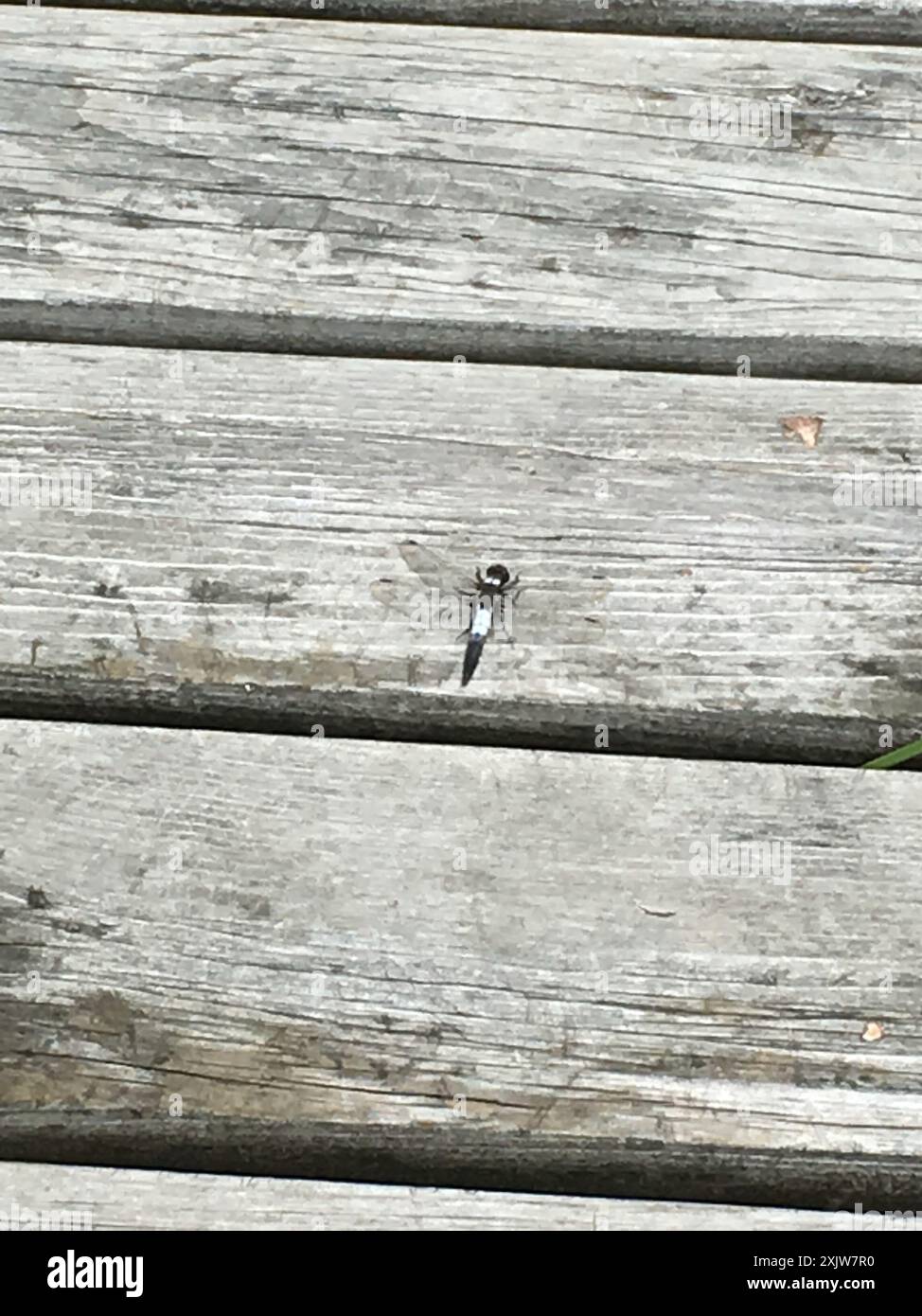 Chalk-fronted Corporal (Ladona julia) Insecta Stock Photo - Alamy