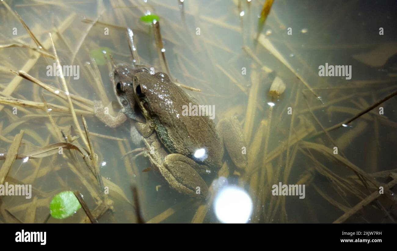 Cajun Chorus Frog (Pseudacris fouquettei) Amphibia Stock Photo - Alamy
