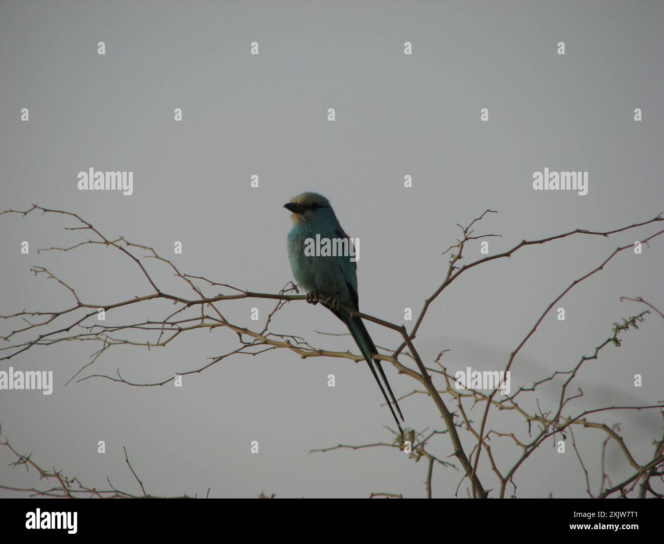 Abyssinian Roller (Coracias abyssinicus) Aves Stock Photo - Alamy