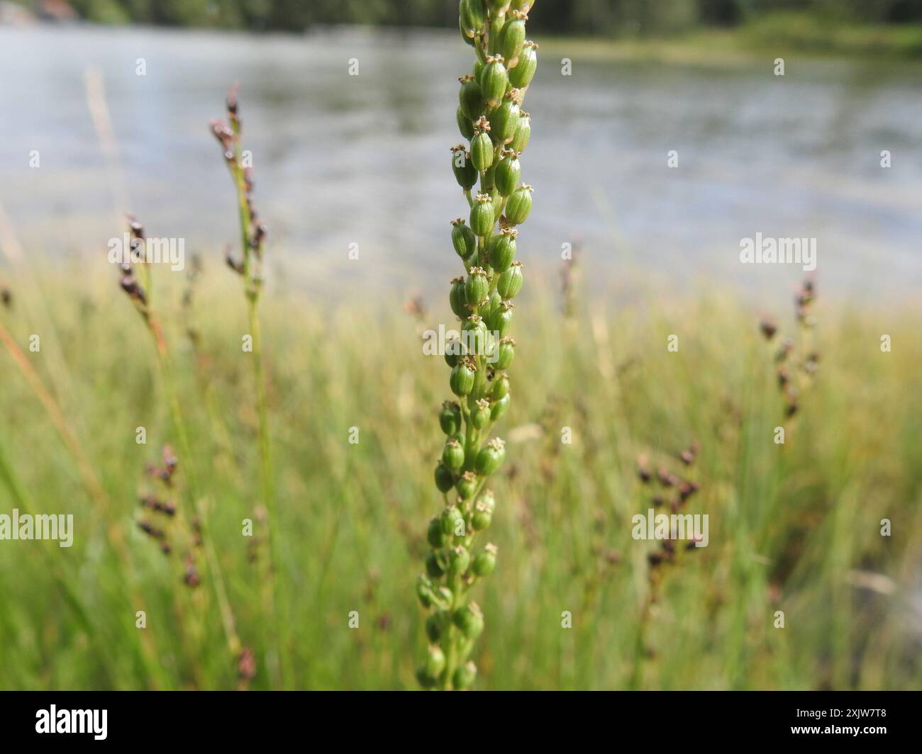 common arrowgrass (Triglochin maritima) Plantae Stock Photo - Alamy