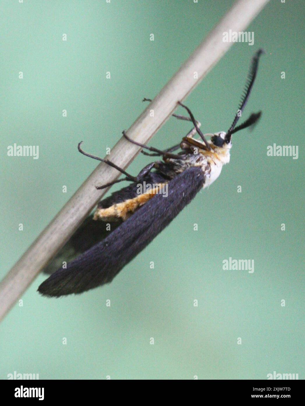 (Neoilliberis fusca) Insecta Stock Photo - Alamy