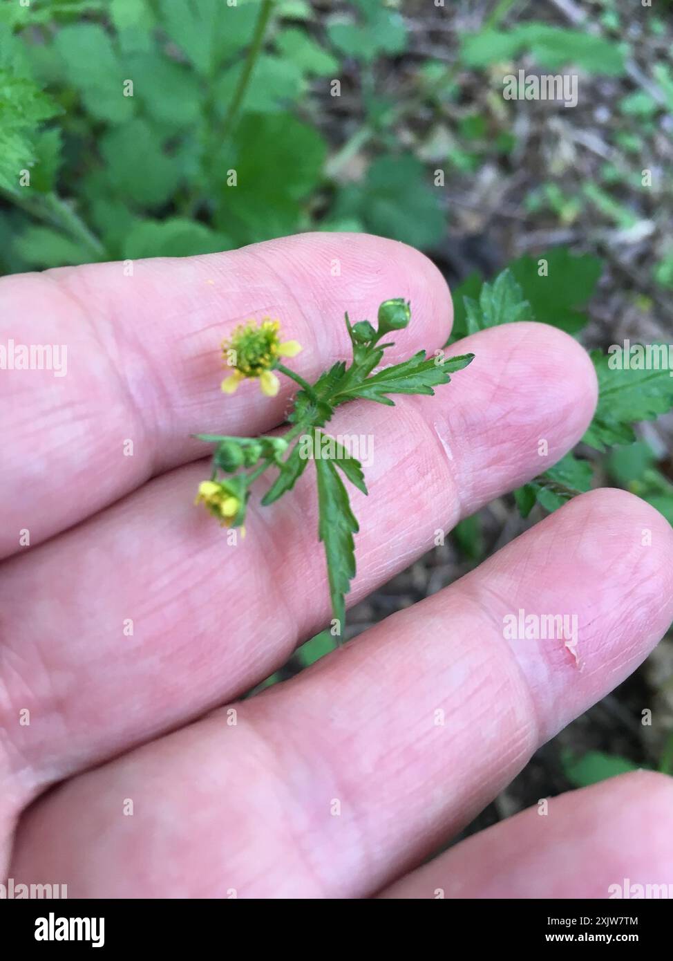 Spring Avens (Geum vernum) Plantae Stock Photo - Alamy