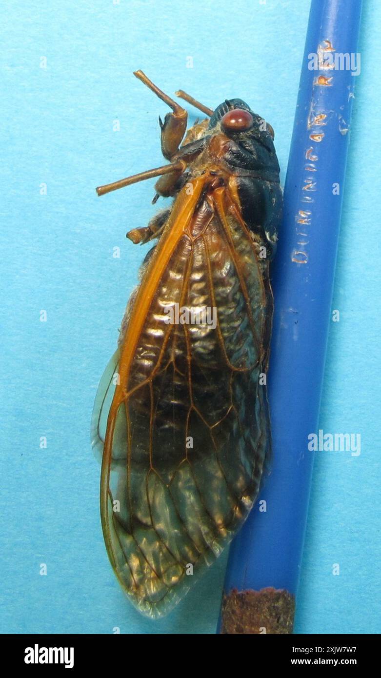 13 year cicada hi-res stock photography and images - Alamy
