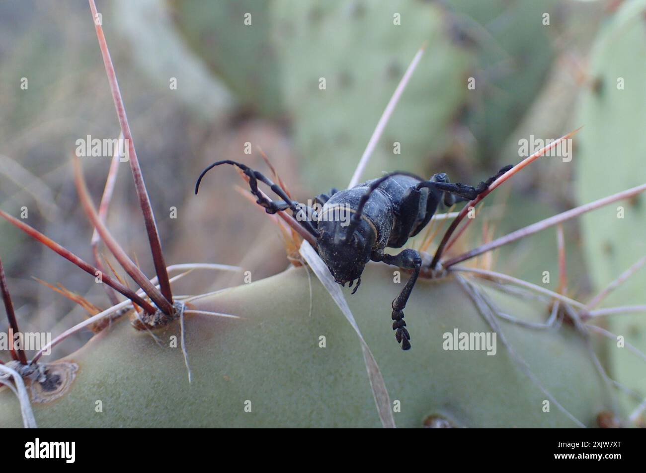 Cactus Longhorn Beetles (Moneilema) Insecta Stock Photo - Alamy