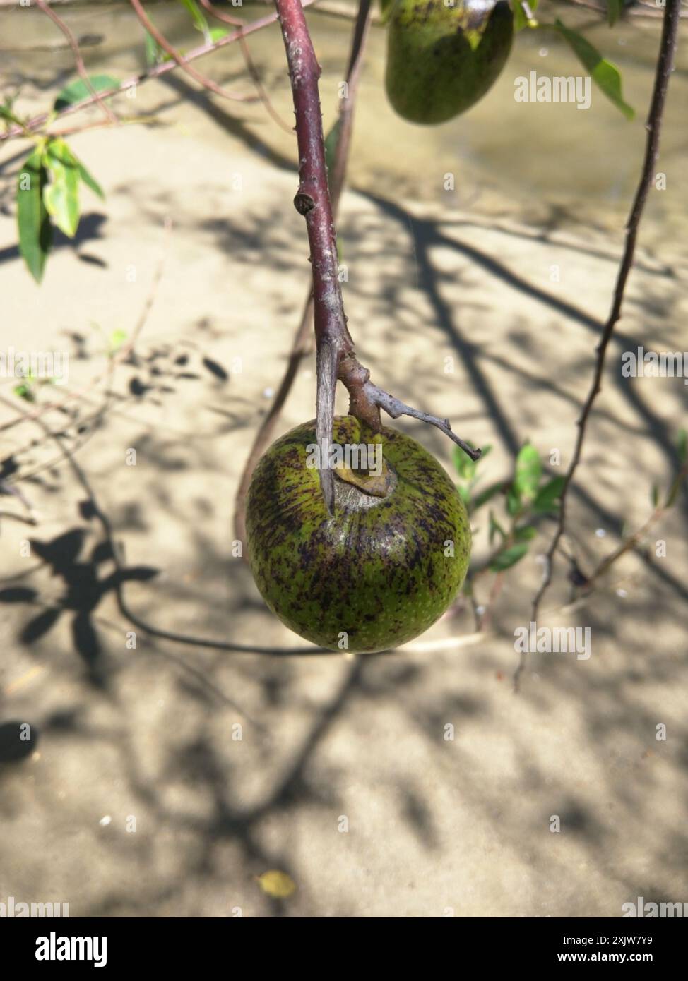 Pond Apple (Annona glabra) Plantae Stock Photo - Alamy
