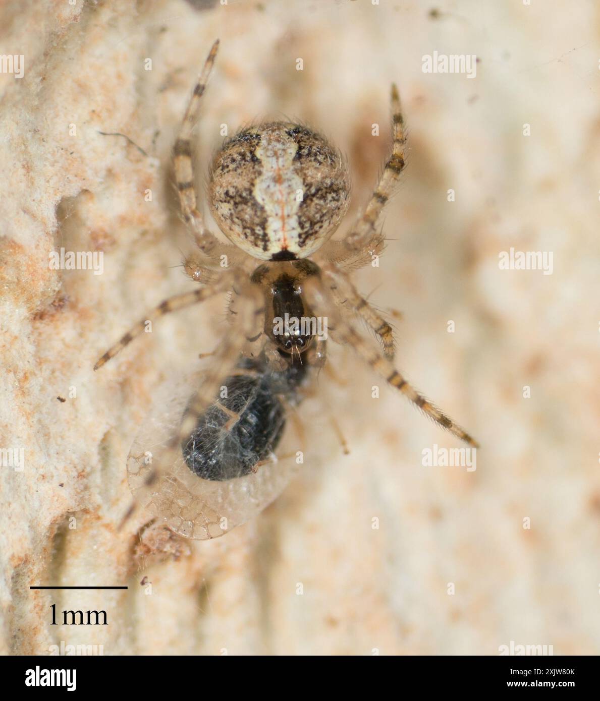 Typical Cobweb Spiders (Theridion) Arachnida Stock Photo - Alamy