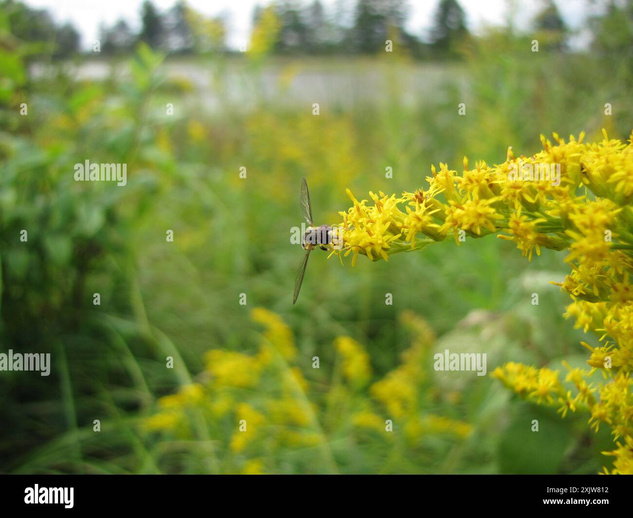 Eastern Calligrapher (Toxomerus geminatus) Insecta Stock Photo - Alamy