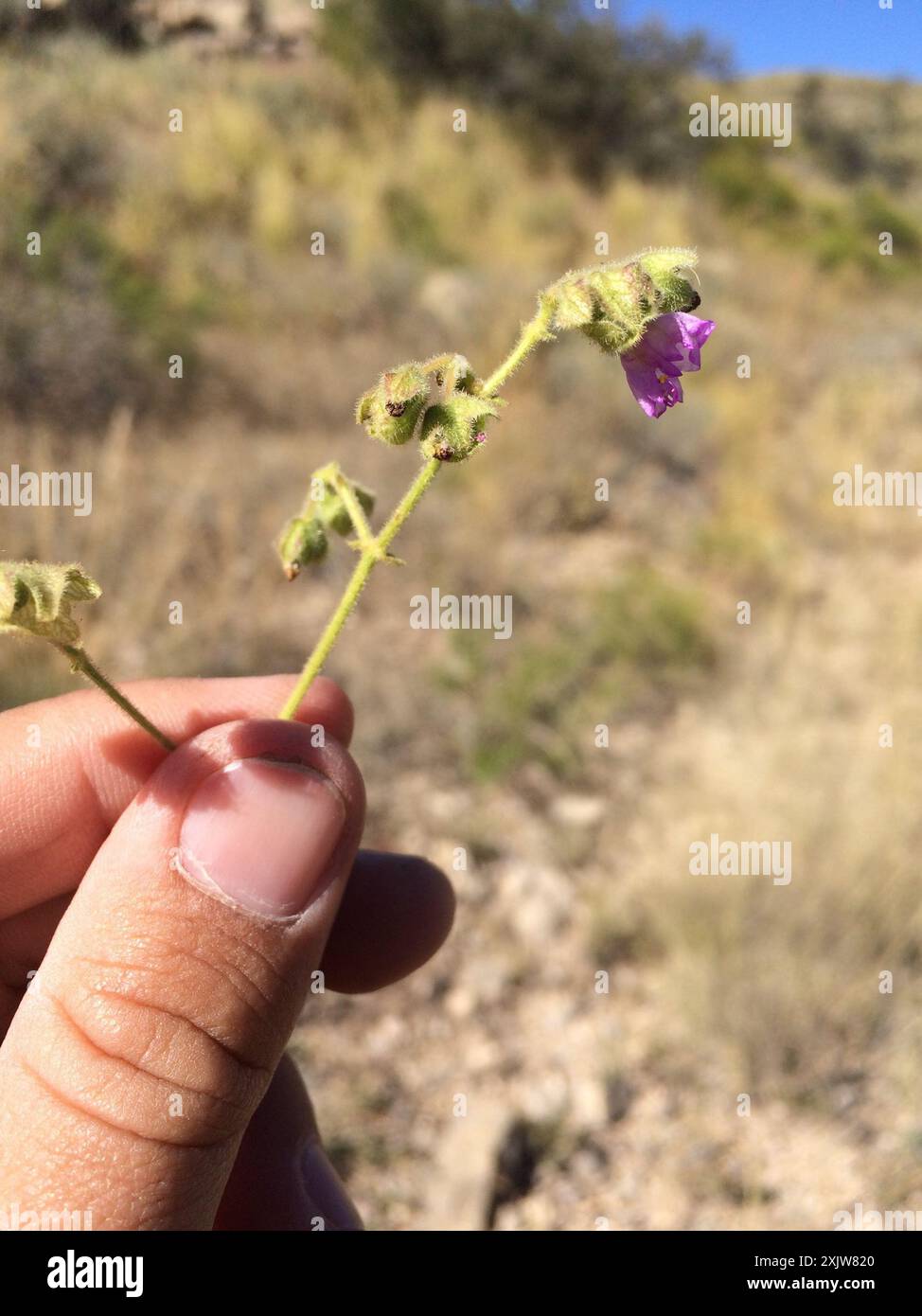 Narrowleaf Four o'Clock (Mirabilis linearis) Plantae Stock Photo - Alamy