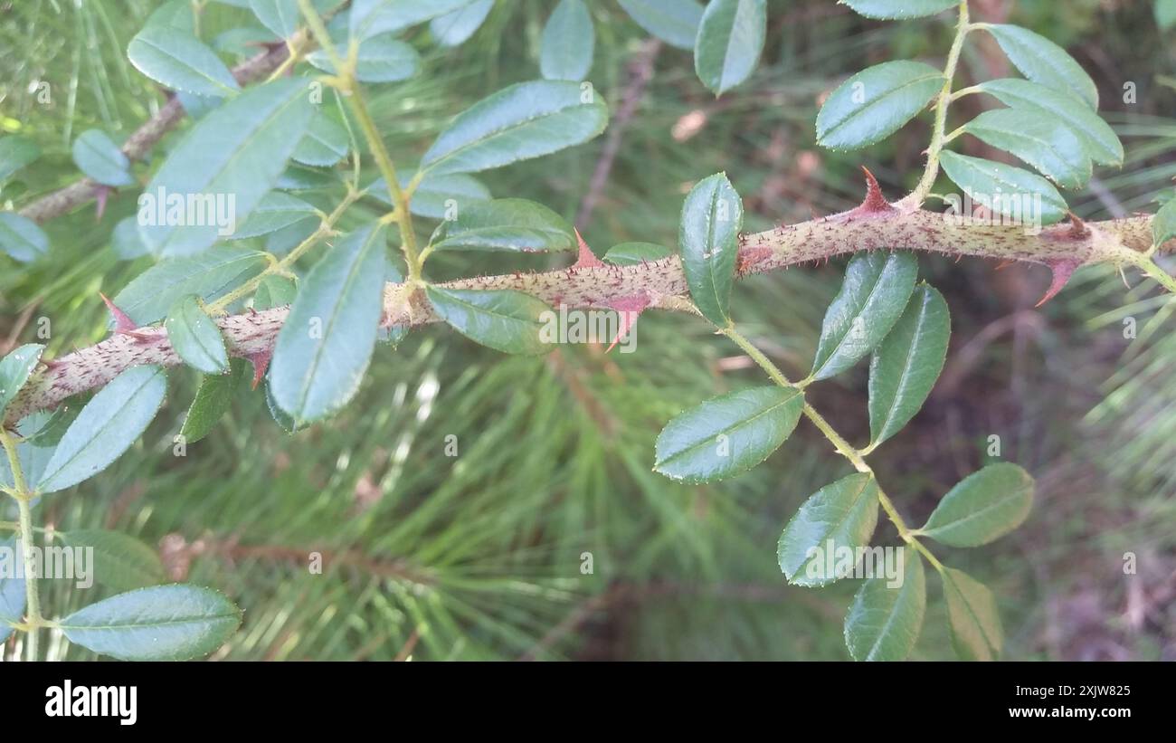 Macartney's rose (Rosa bracteata) Plantae Stock Photo - Alamy