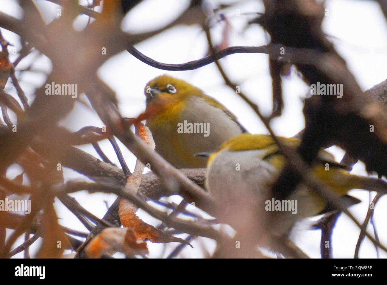 Indian White-eye (Zosterops palpebrosus) Aves Stock Photo - Alamy
