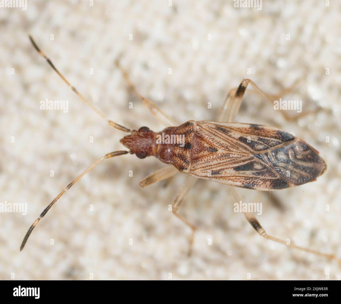 (Ozophora occidentalis) Insecta Stock Photo - Alamy