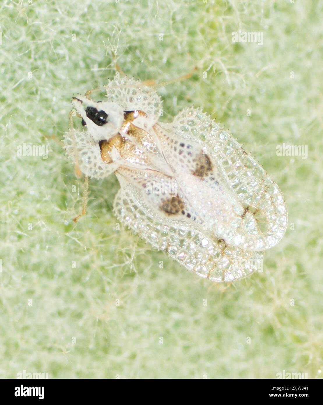Western Sycamore Lace Bug (Corythucha confraterna) Insecta Stock Photo ...