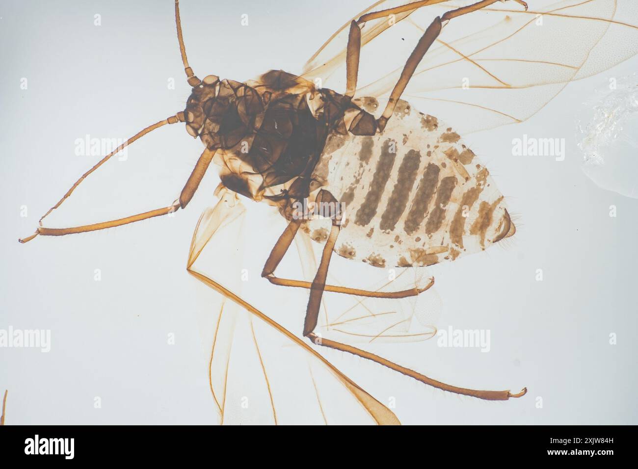 Willow Bark Aphids (Pterocomma) Insecta Stock Photo - Alamy