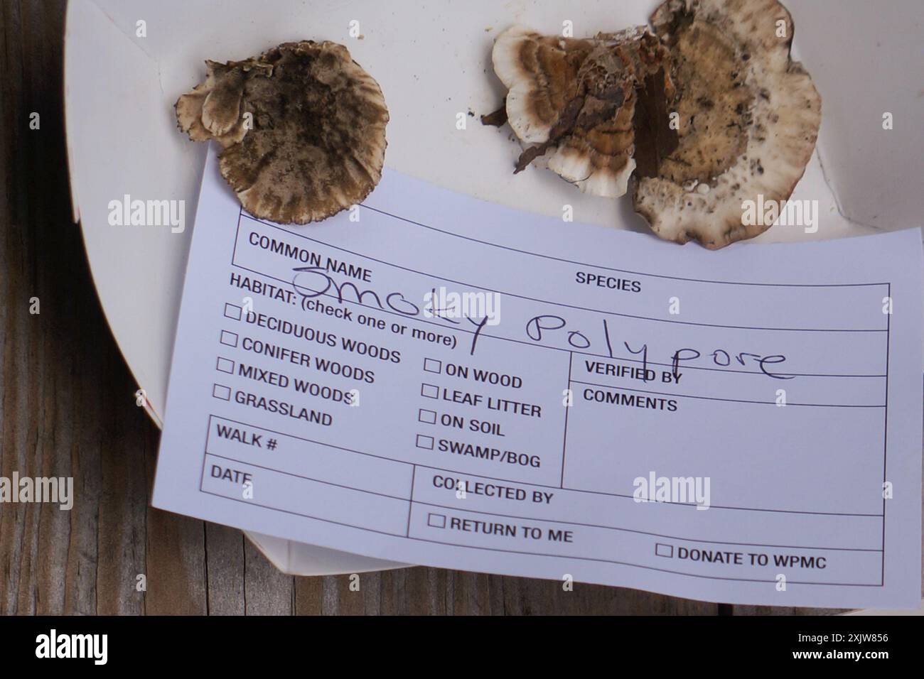 Smoky polypore (Bjerkandera adusta) Fungi Stock Photo - Alamy