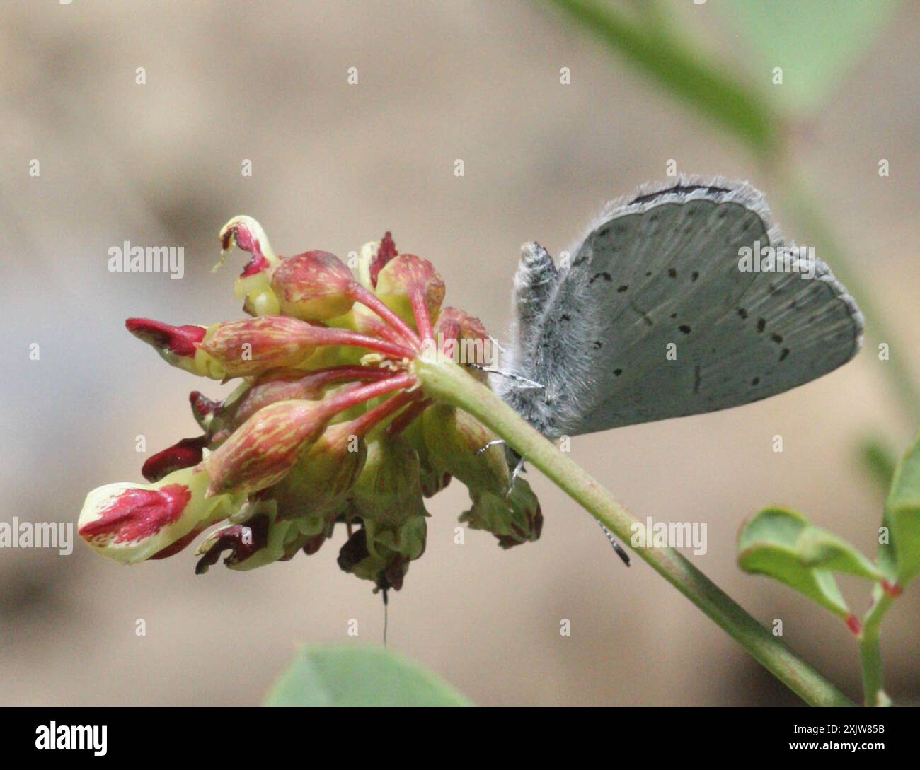 Echo Azure (Celastrina echo) Insecta Stock Photo - Alamy