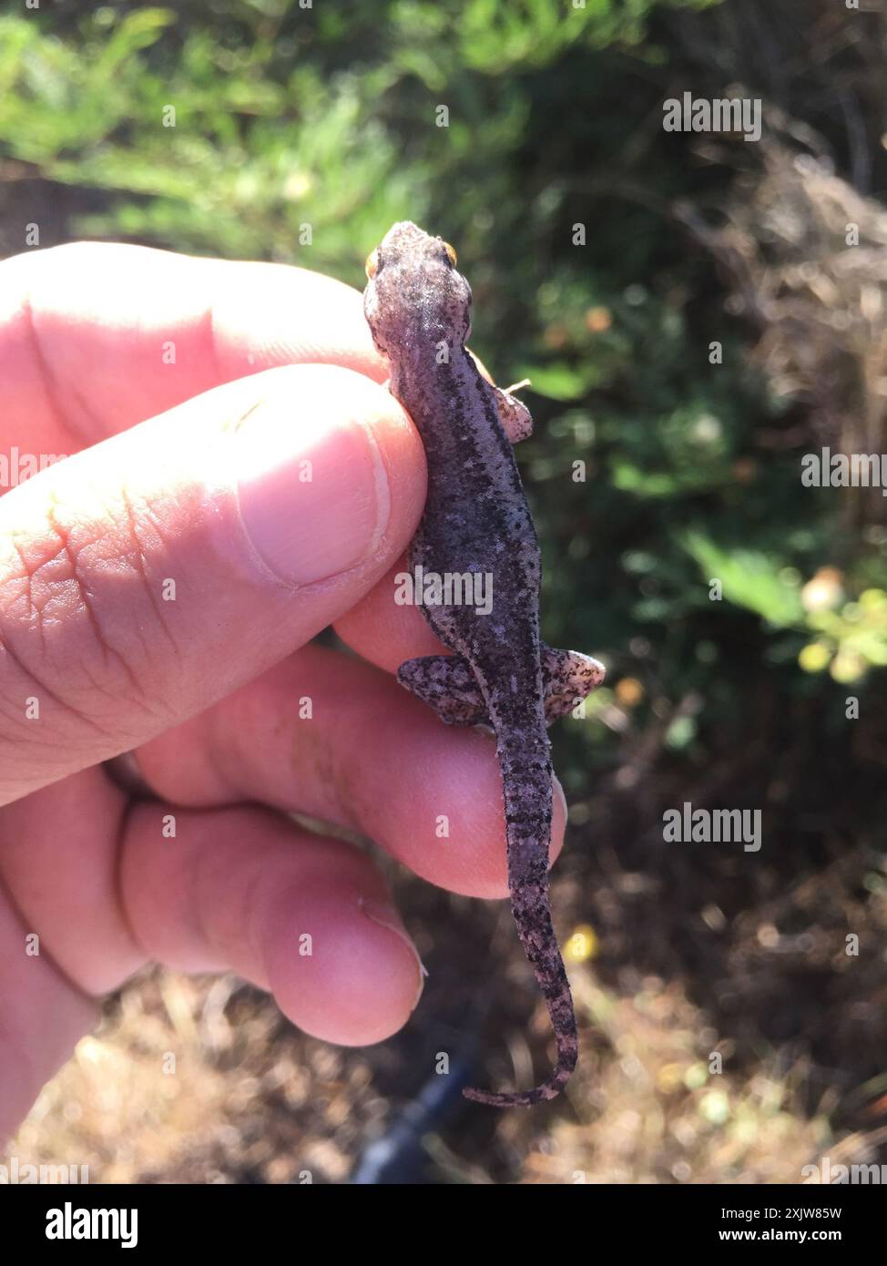 Asian House Gecko (Hemidactylus frenatus) Reptilia Stock Photo - Alamy