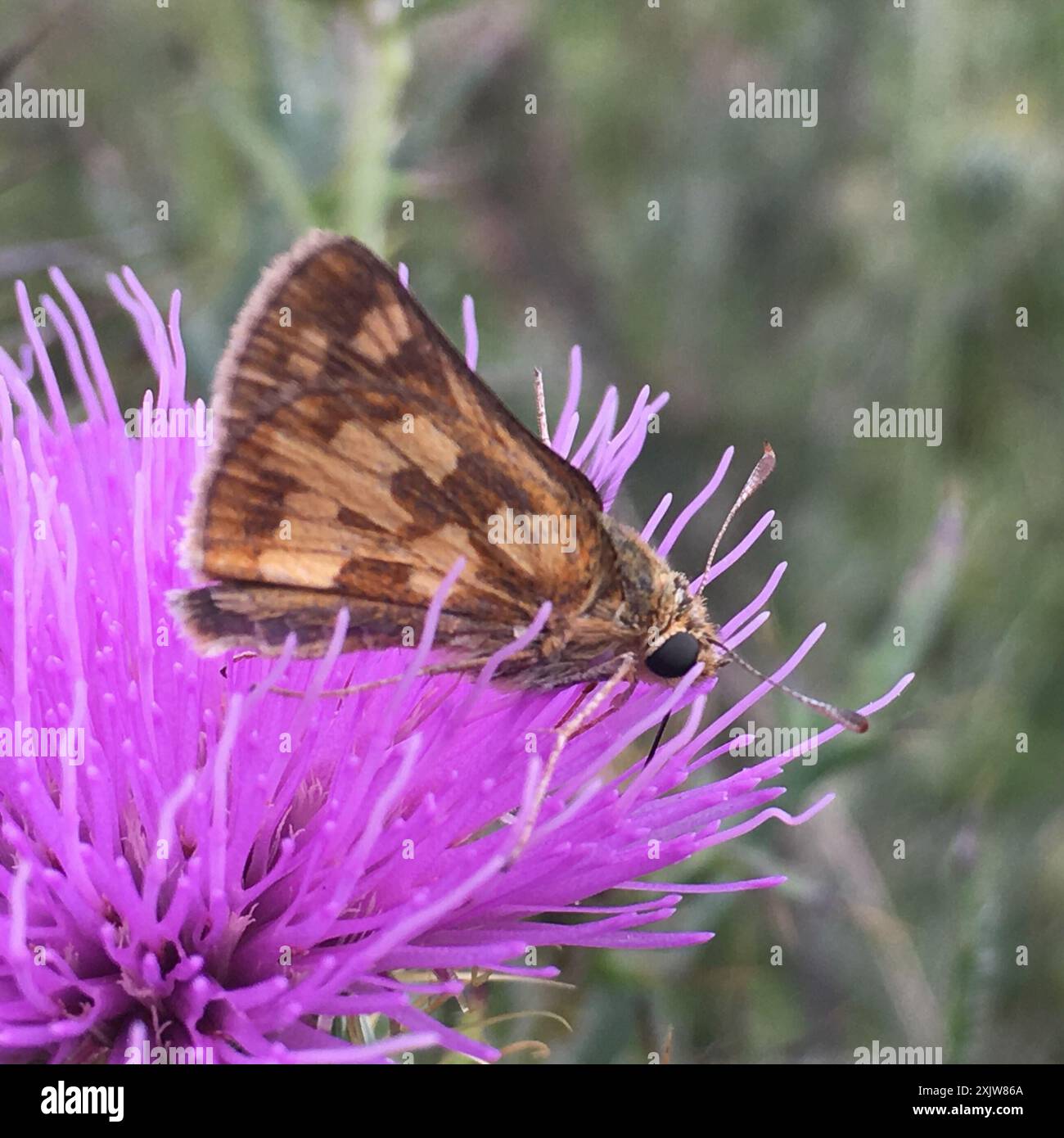Peck's Skipper (Polites peckius) Insecta Stock Photo - Alamy