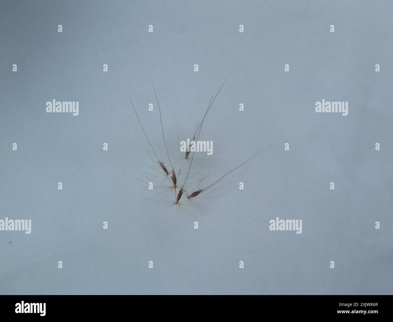 Short-beard Plumegrass (Erianthus brevibarbis) Plantae Stock Photo - Alamy