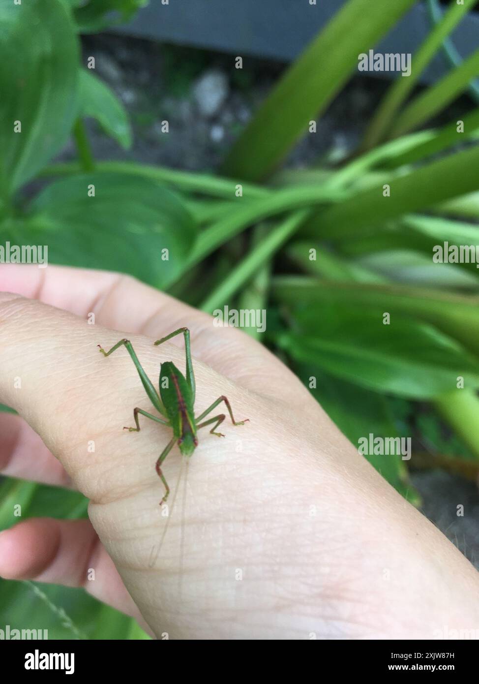 Australian Common Garden Katydid (Caedicia simplex) Insecta Stock Photo ...