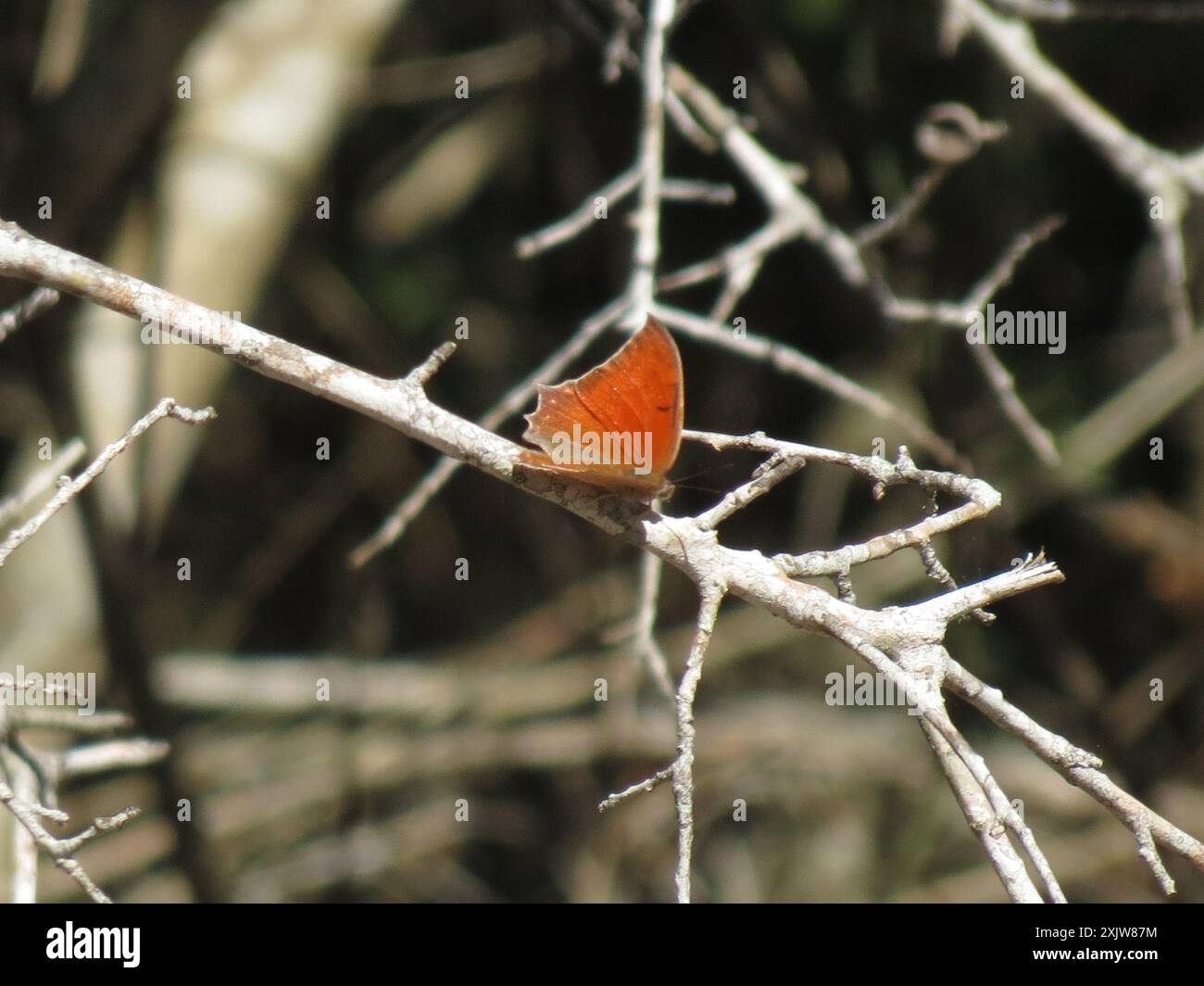 Tropical Leafwing (Anaea aidea) Insecta Stock Photo - Alamy