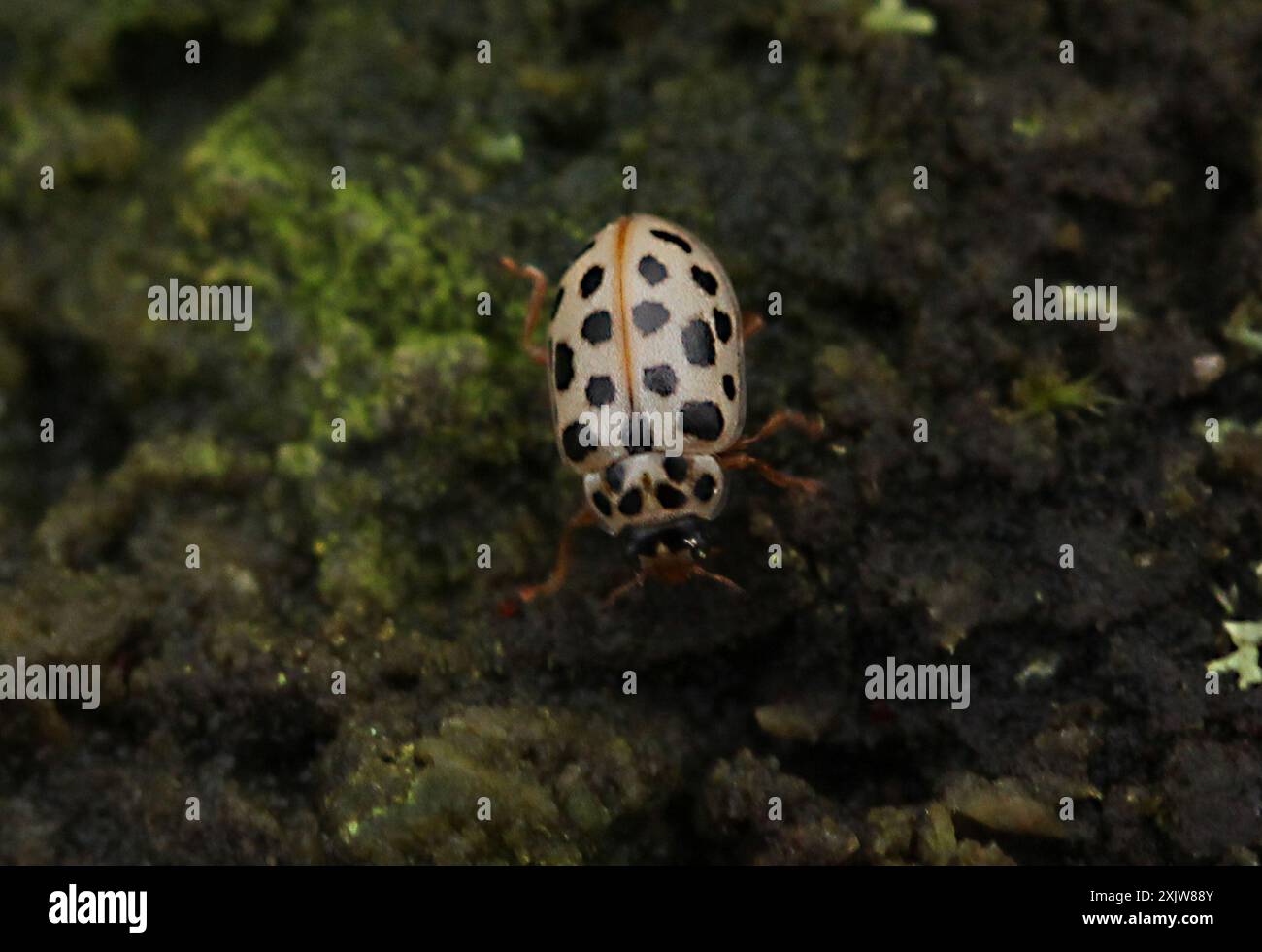 Water Ladybird (Anisosticta novemdecimpunctata) Insecta Stock Photo - Alamy