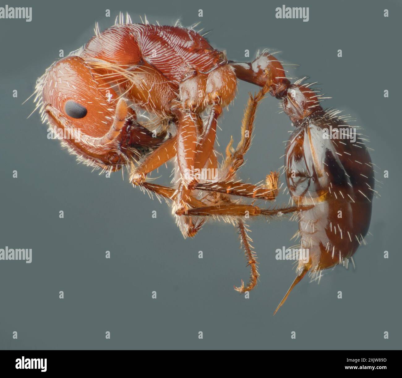 California Harvester Ant (Pogonomyrmex californicus) Insecta Stock ...