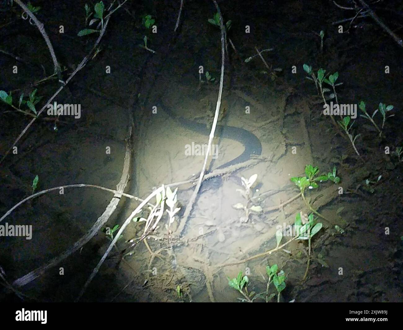 Western Lesser Siren (Siren nettingi) Amphibia Stock Photo - Alamy