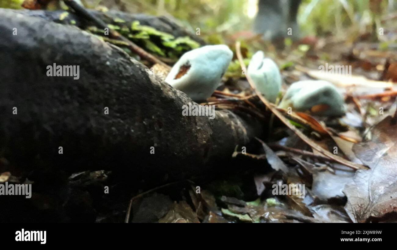 Blue Pouch Fungus (Clavogaster virescens) Fungi Stock Photo - Alamy