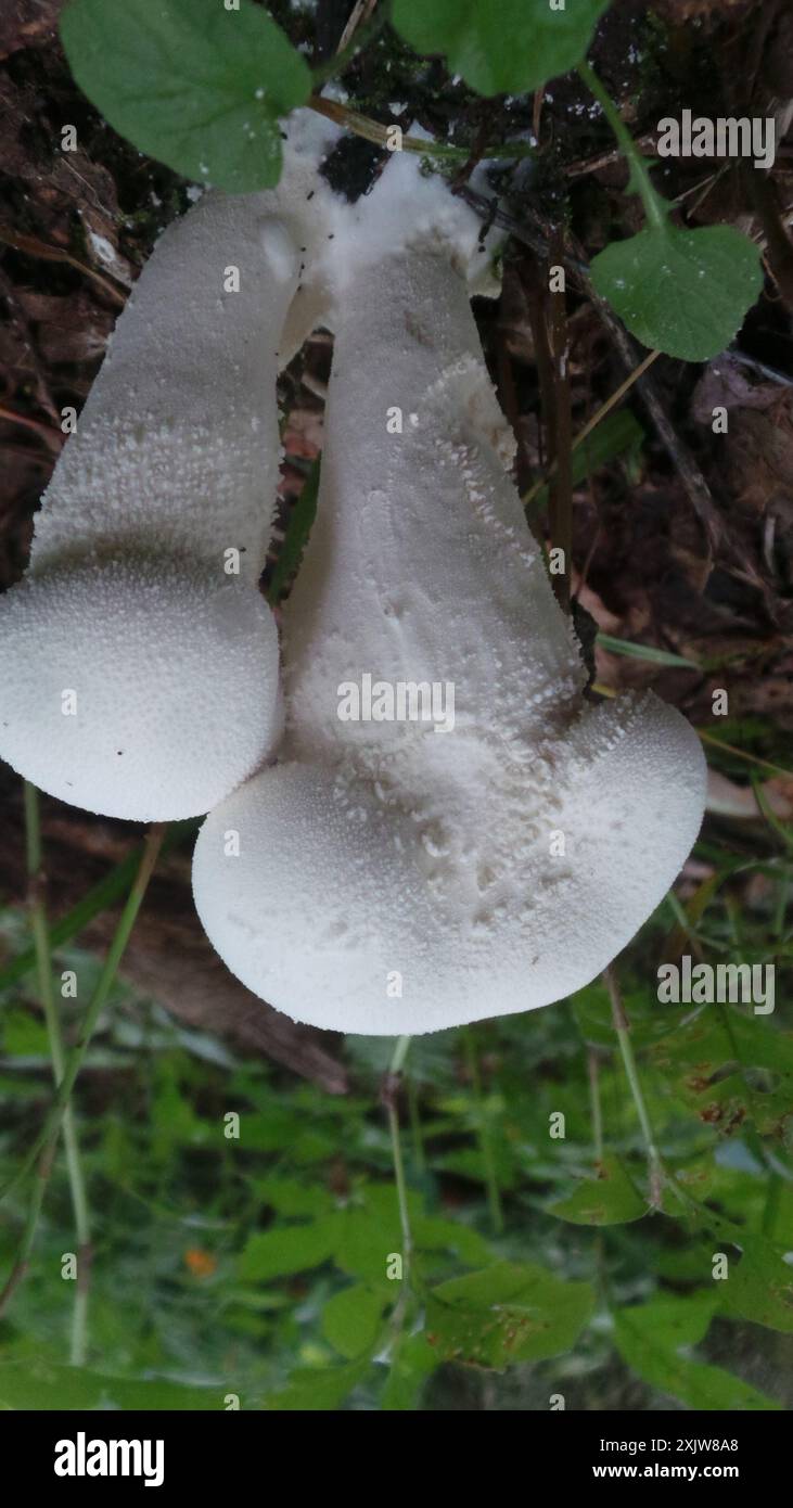 Pestle Puffball (Lycoperdon excipuliforme) Fungi Stock Photo - Alamy