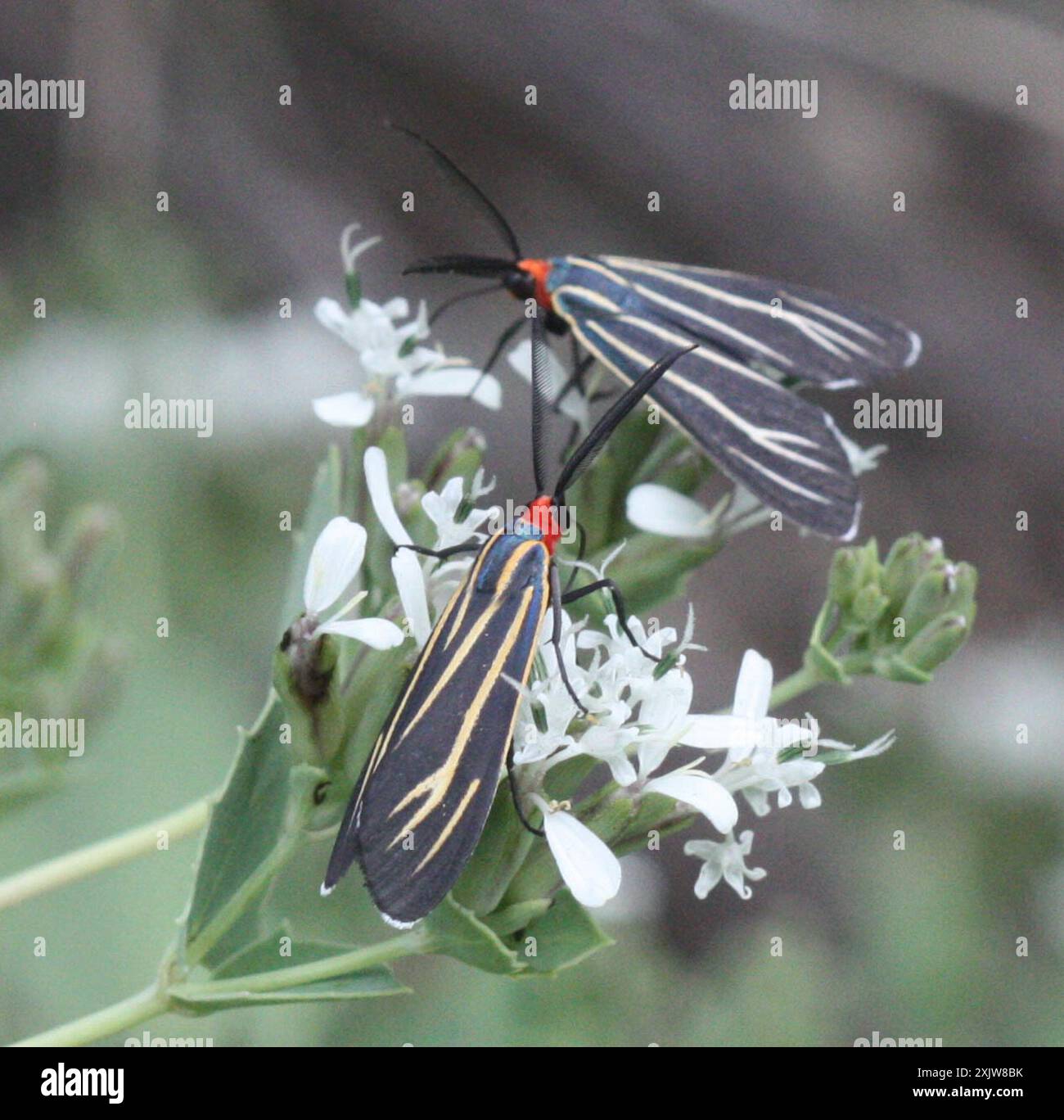 Veined ctenucha moth hi-res stock photography and images - Alamy