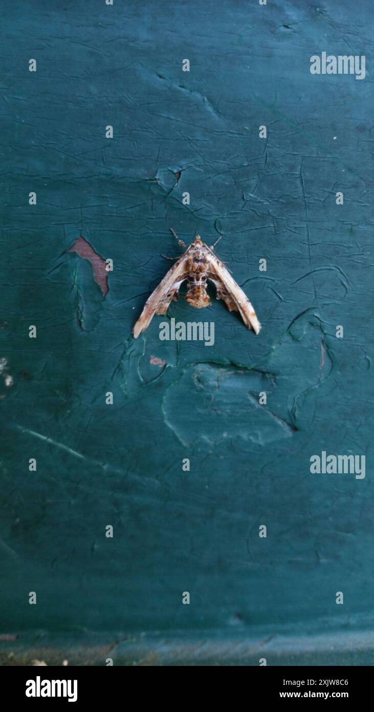 Light Marathyssa Moth (Marathyssa basalis) Insecta Stock Photo - Alamy