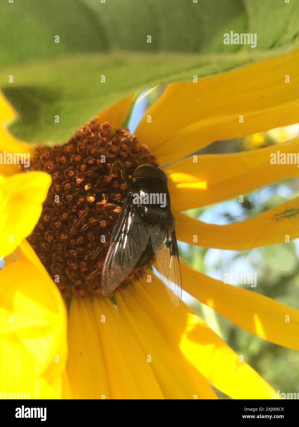 Mexican Cactus Fly (Copestylum mexicanum) Insecta Stock Photo - Alamy