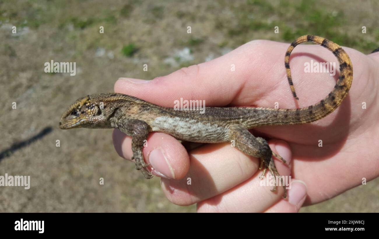 Northern Curly-tailed Lizard (Leiocephalus carinatus) Reptilia Stock ...