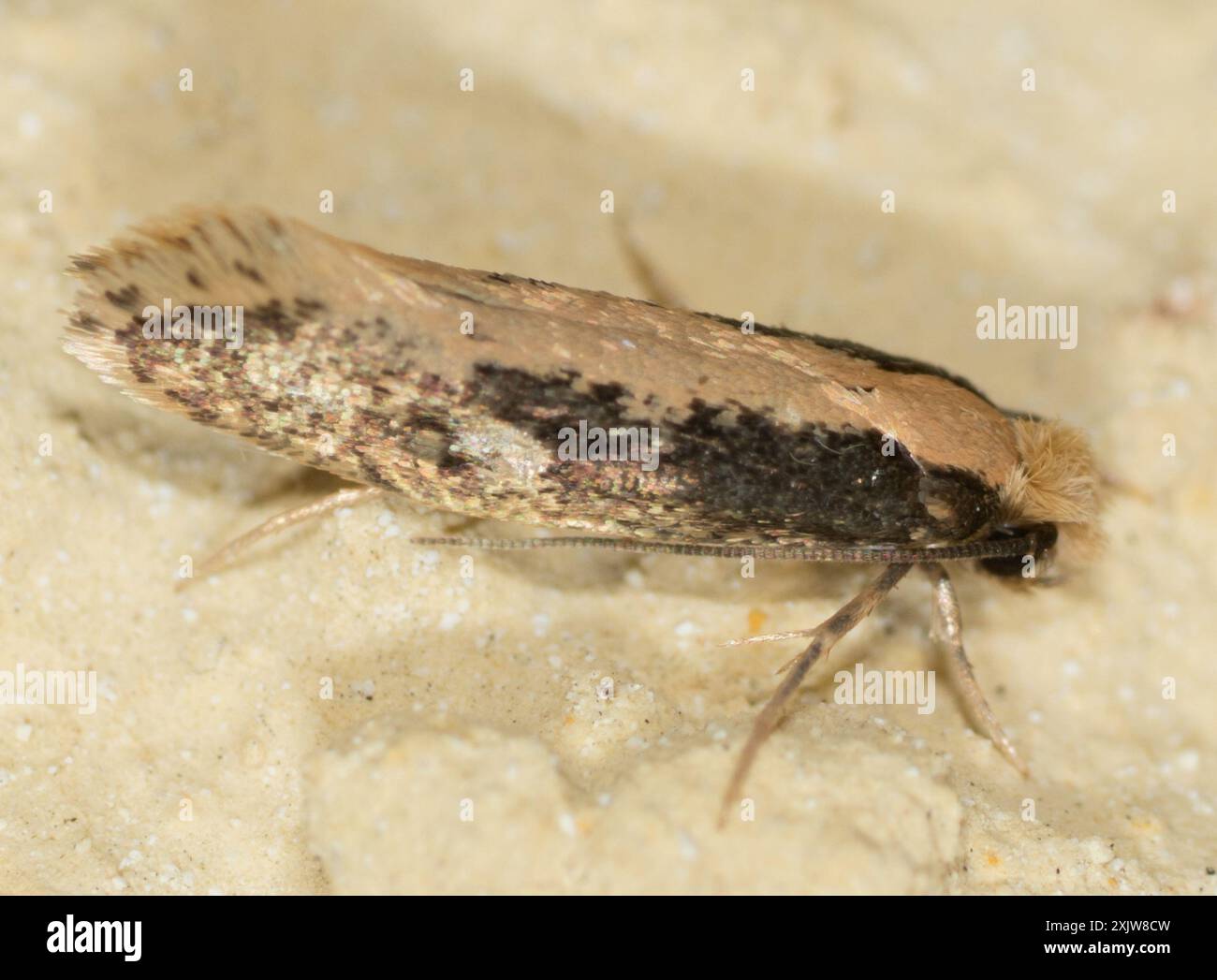 Fungus Moths, Clothes Moths, & Allies (Tineidae) Insecta Stock Photo ...