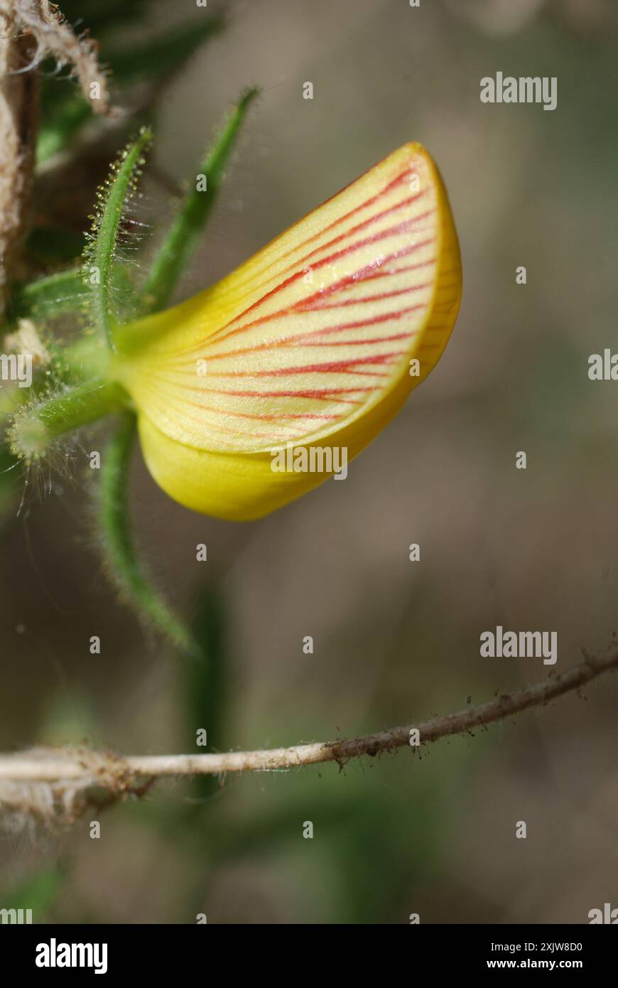 yellow restharrow (Ononis natrix) Plantae Stock Photo - Alamy