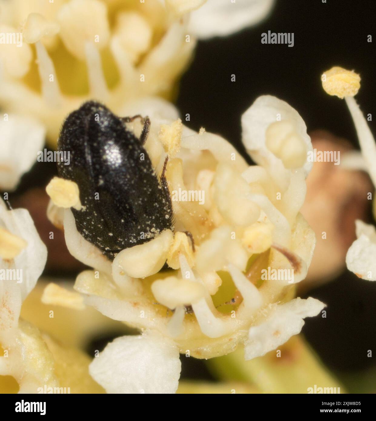 Skin Beetles (Dermestidae) Insecta Stock Photo - Alamy
