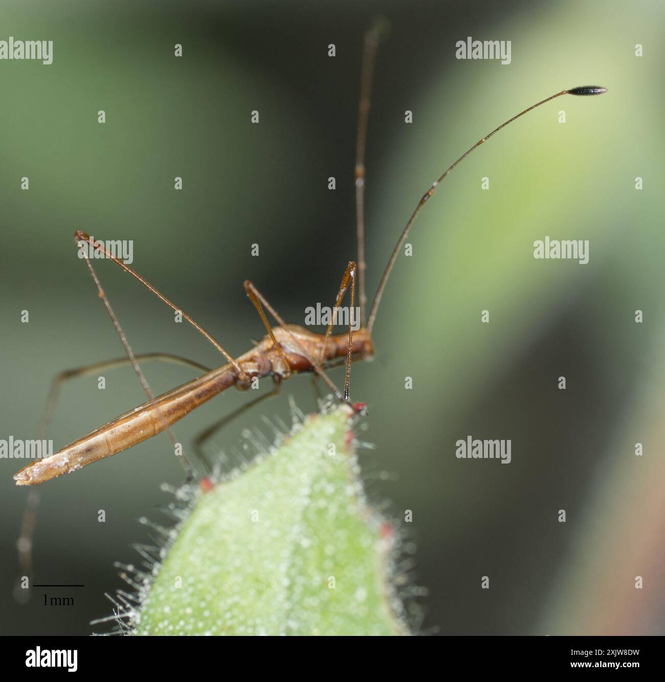 Stilt Bugs (Berytidae) Insecta Stock Photo - Alamy