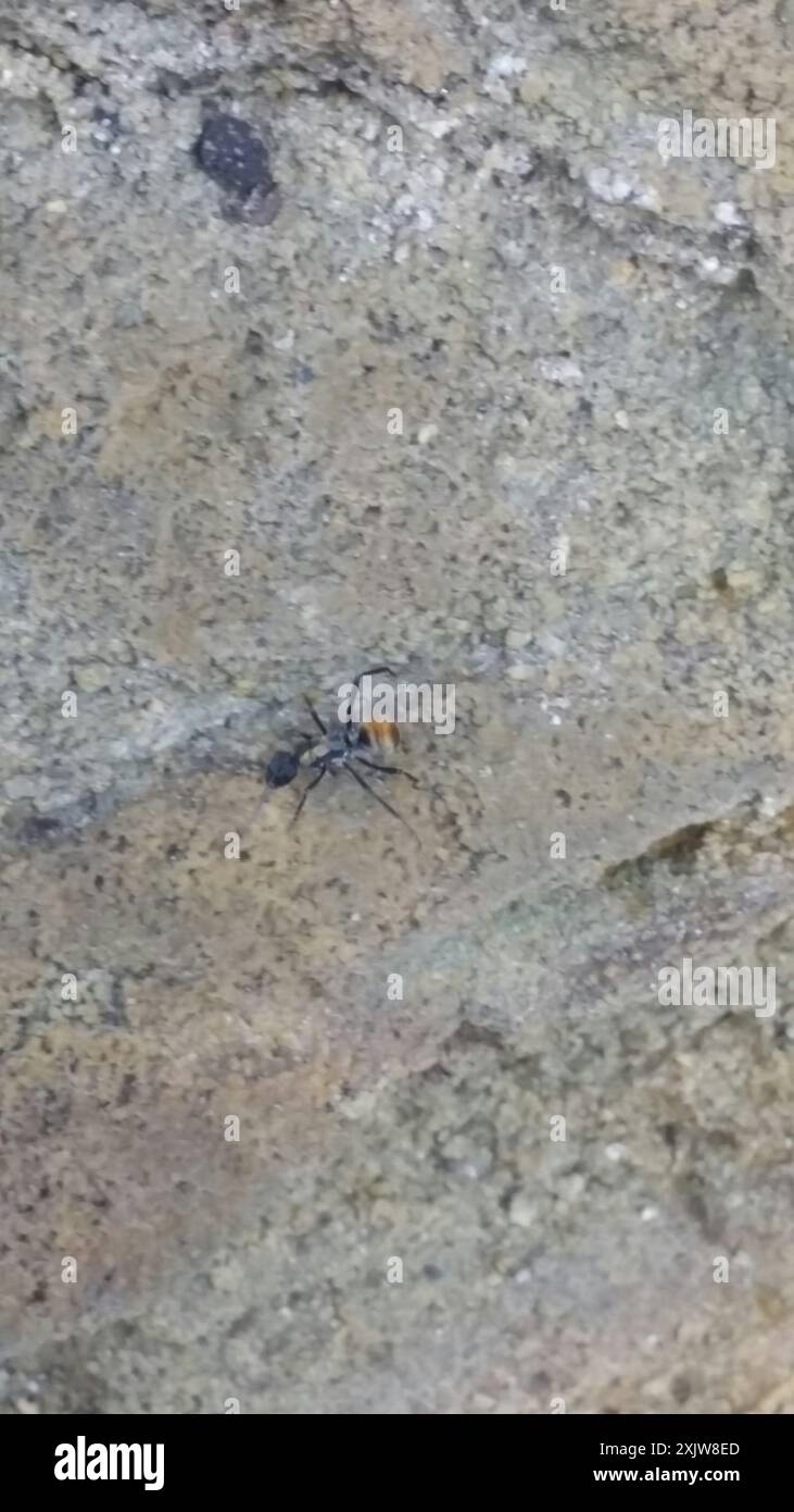 Golden-tailed Spiny Ant (Polyrhachis ammon) Insecta Stock Photo - Alamy