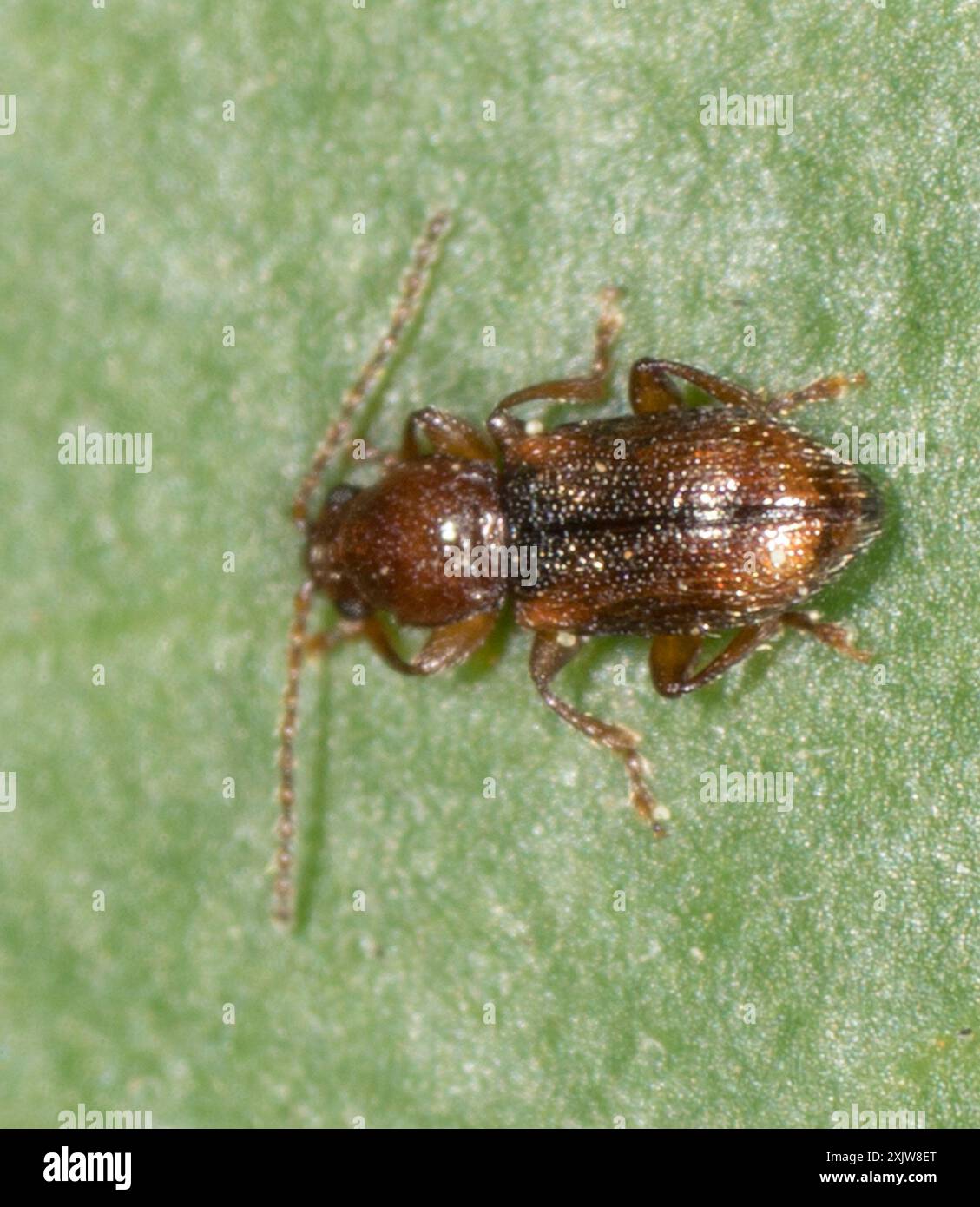 Cucujiform Beetles (Cucujiformia) Insecta Stock Photo - Alamy