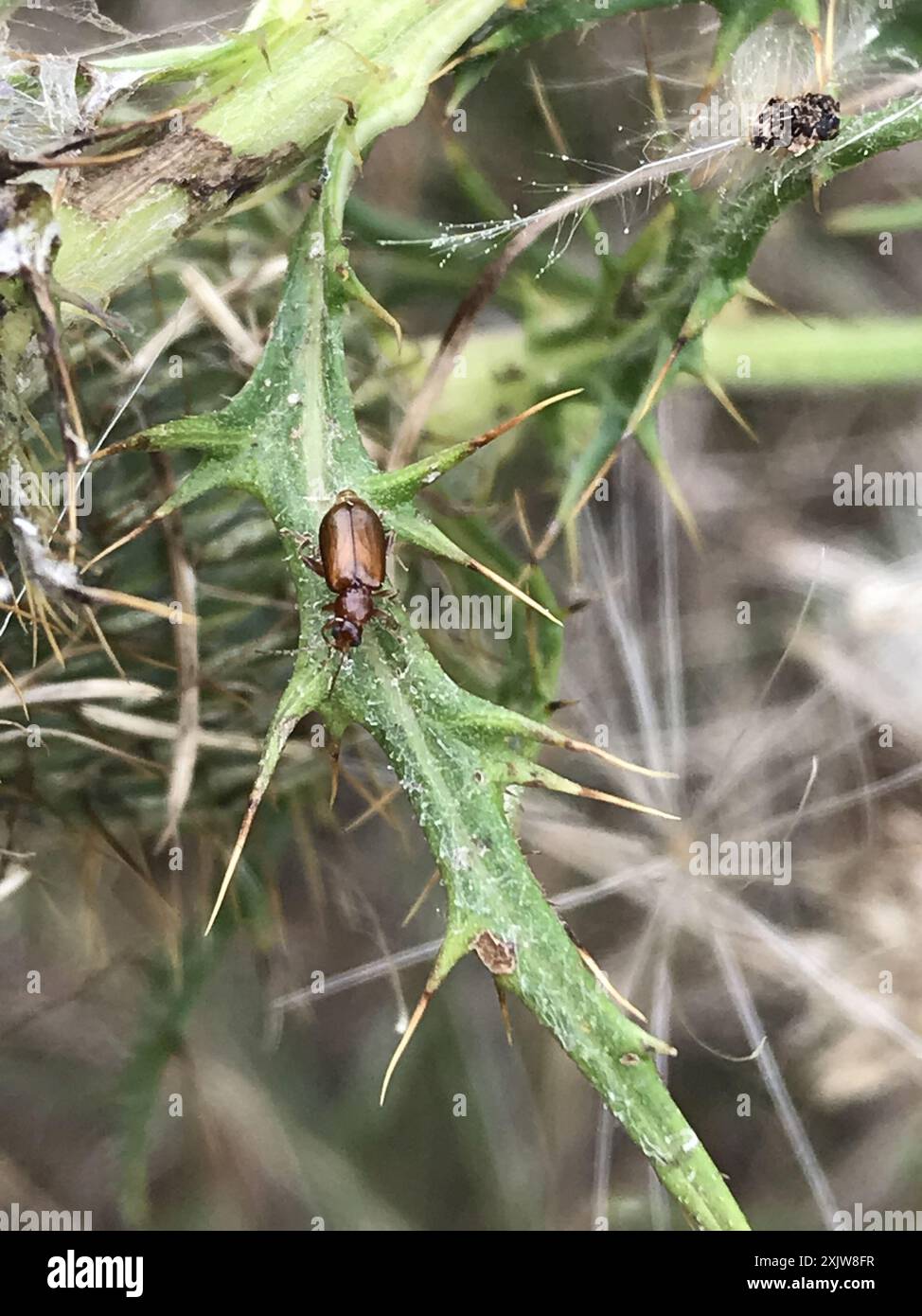 Skeletonizing Leaf and Flea Beetles (Galerucinae) Insecta Stock Photo ...