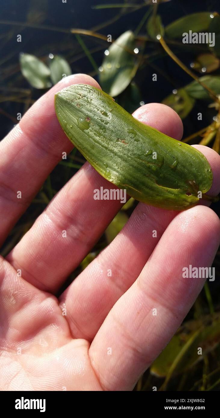 floating-leaved pondweed (Potamogeton natans) Plantae Stock Photo - Alamy